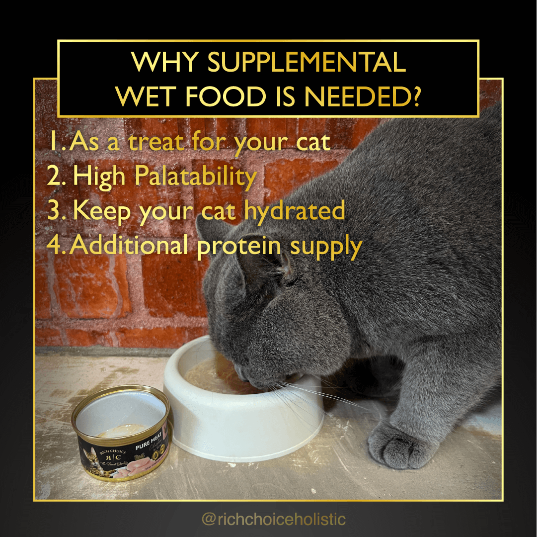 Pet Care 101 – Are you feeding staple or supplemental wet food? - Rich ...