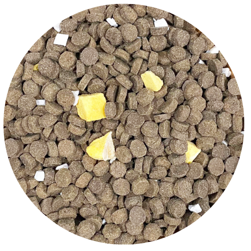 HOLISTIC OVEN-BAKED CAT FOOD FOR LARGE BREED - Rich Choice Holistic